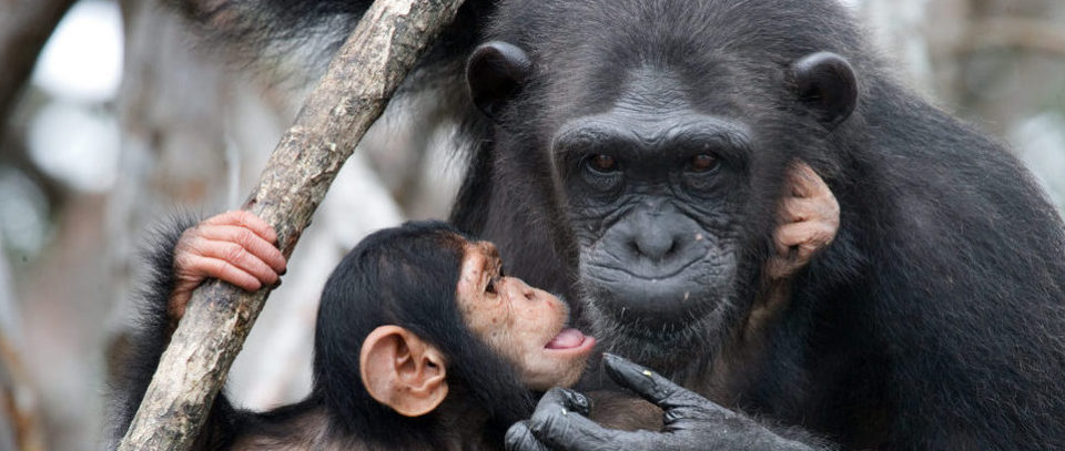 Primatology | Oxford Biological Anthropology