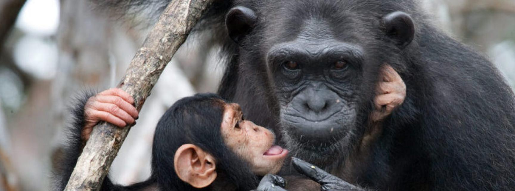 Home | Oxford Biological Anthropology