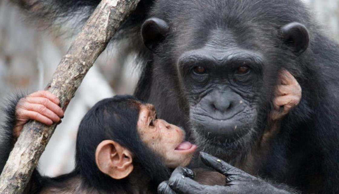 Home | Oxford Biological Anthropology