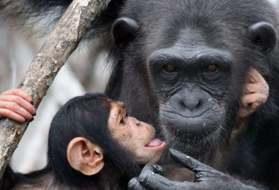 Home | Oxford Biological Anthropology